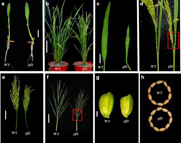 Characterization and Fine Mapping of SFL1, a Gene Controlling Screw ...