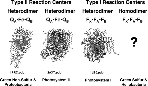 Heliobacterial photosynthesis | SpringerLink