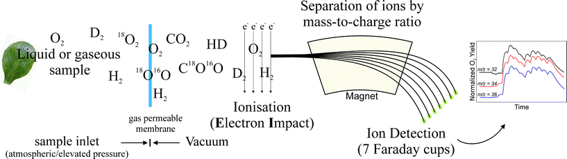 On-line mass spectrometry: membrane inlet sampling | SpringerLink