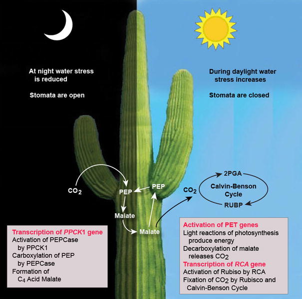 Photosynthetic gene expression in higher plants | SpringerLink