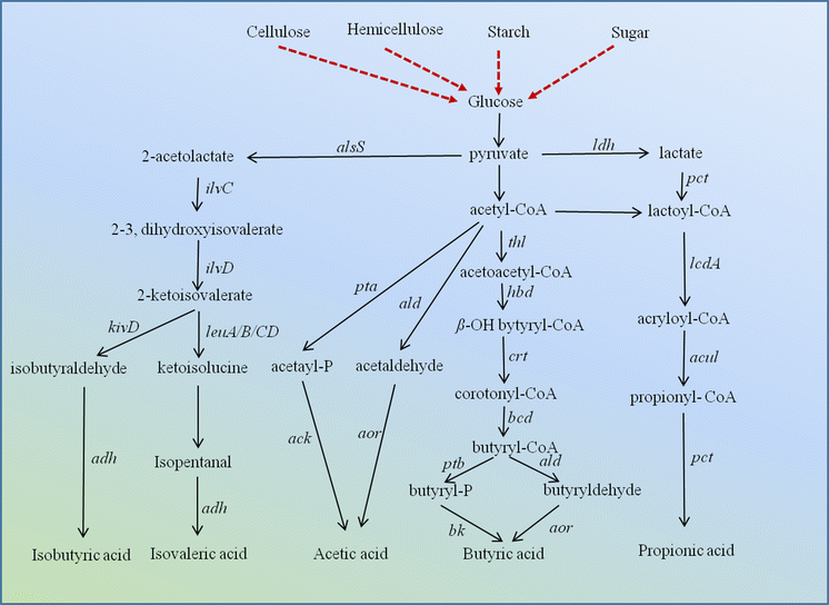 Microbial production of volatile fatty acids: current status and future ...