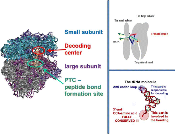 Quantum mechanic glimpse into peptide bond formation within the ...