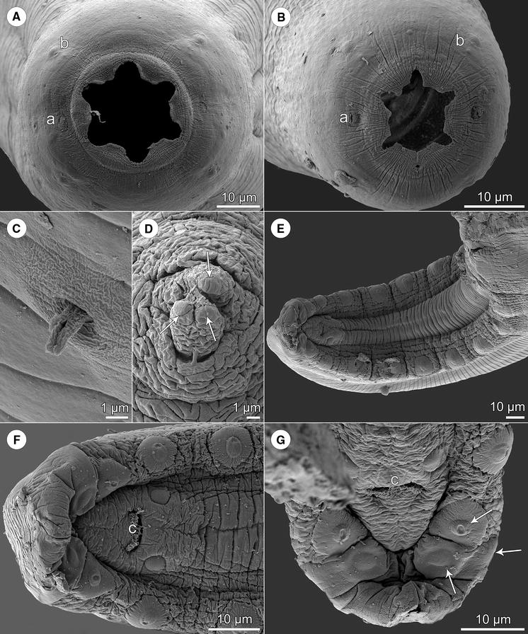 Procamallanus ( Procamallanus) spp. (Nematoda: Camallanidae) in fishes ...
