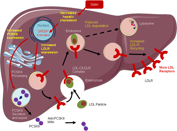 PCSK9 inhibitors in the prevention of cardiovascular disease | SpringerLink