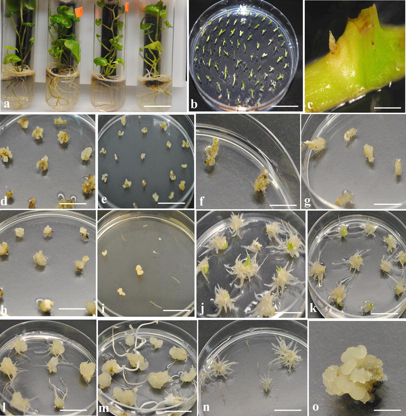 Plant regeneration from axillary bud derived callus in white yam ...