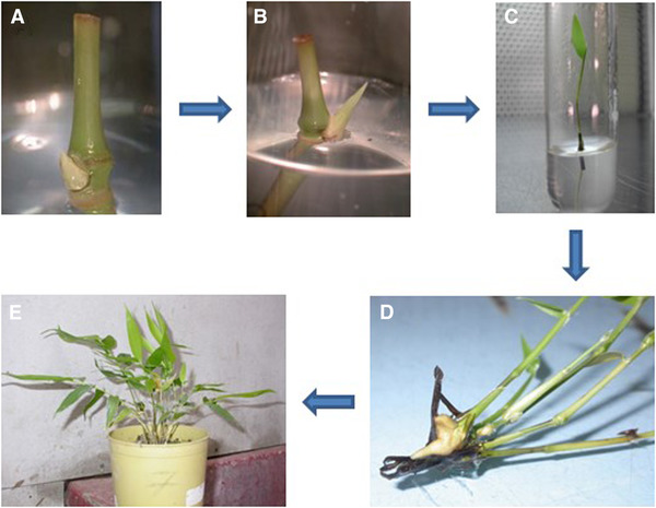 In vitro propagation of bamboo species through axillary shoot ...