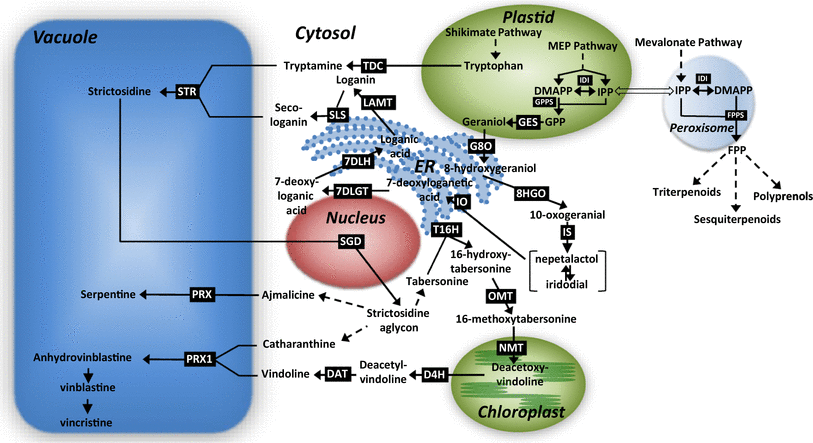 Metabolic alteration of Catharanthus roseus cell suspension cultures ...