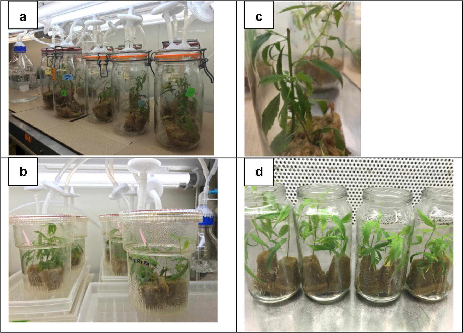 Back to the roots: protocol for the photoautotrophic micropropagation ...