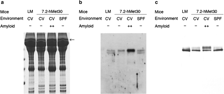 Co-precipitation molecules hemopexin and transferrin may be key ...