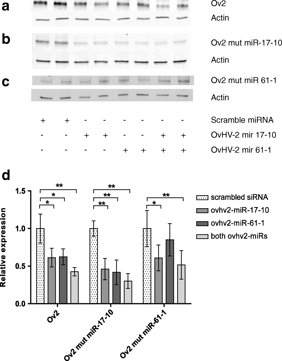 Regulation of Ov2 by virus encoded microRNAs | SpringerLink