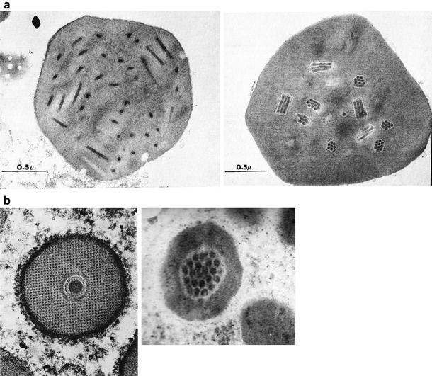 Baculovirus nucleocapsid aggregation (MNPV vs SNPV): an evolutionary ...