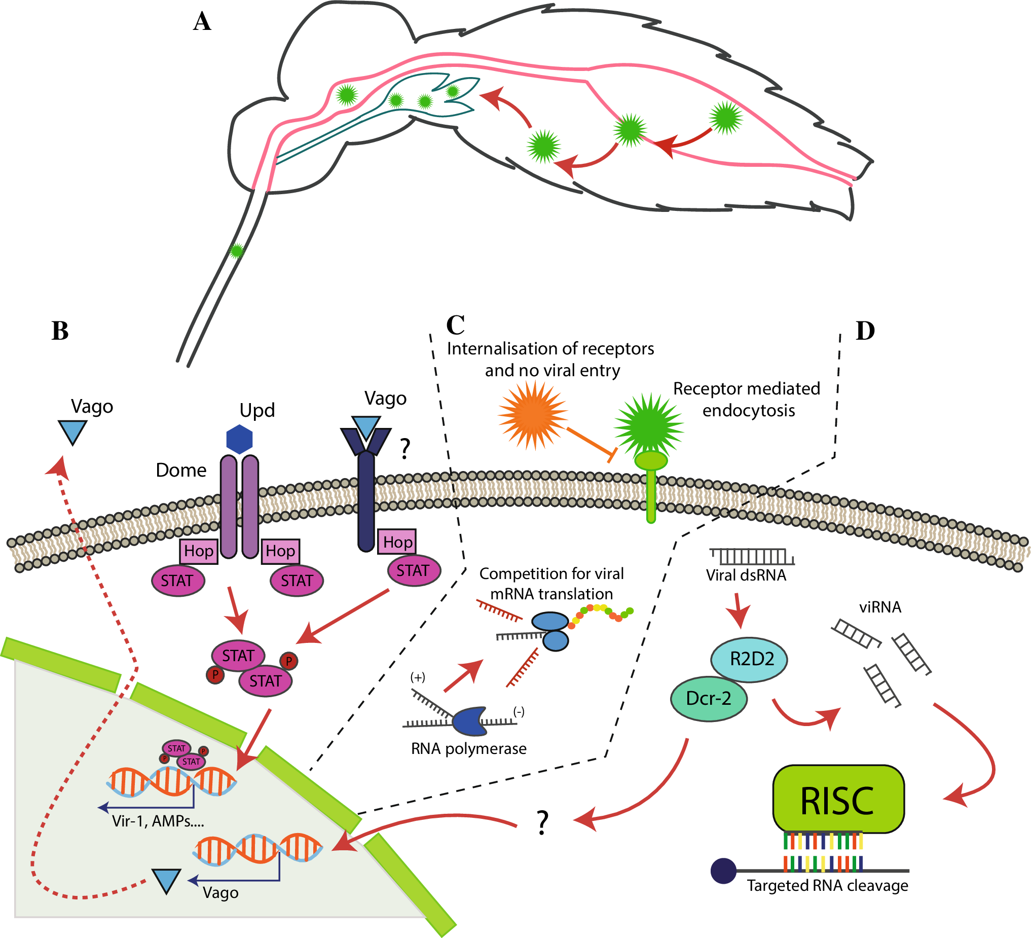 Insect-specific virus evolution and potential effects on vector ...