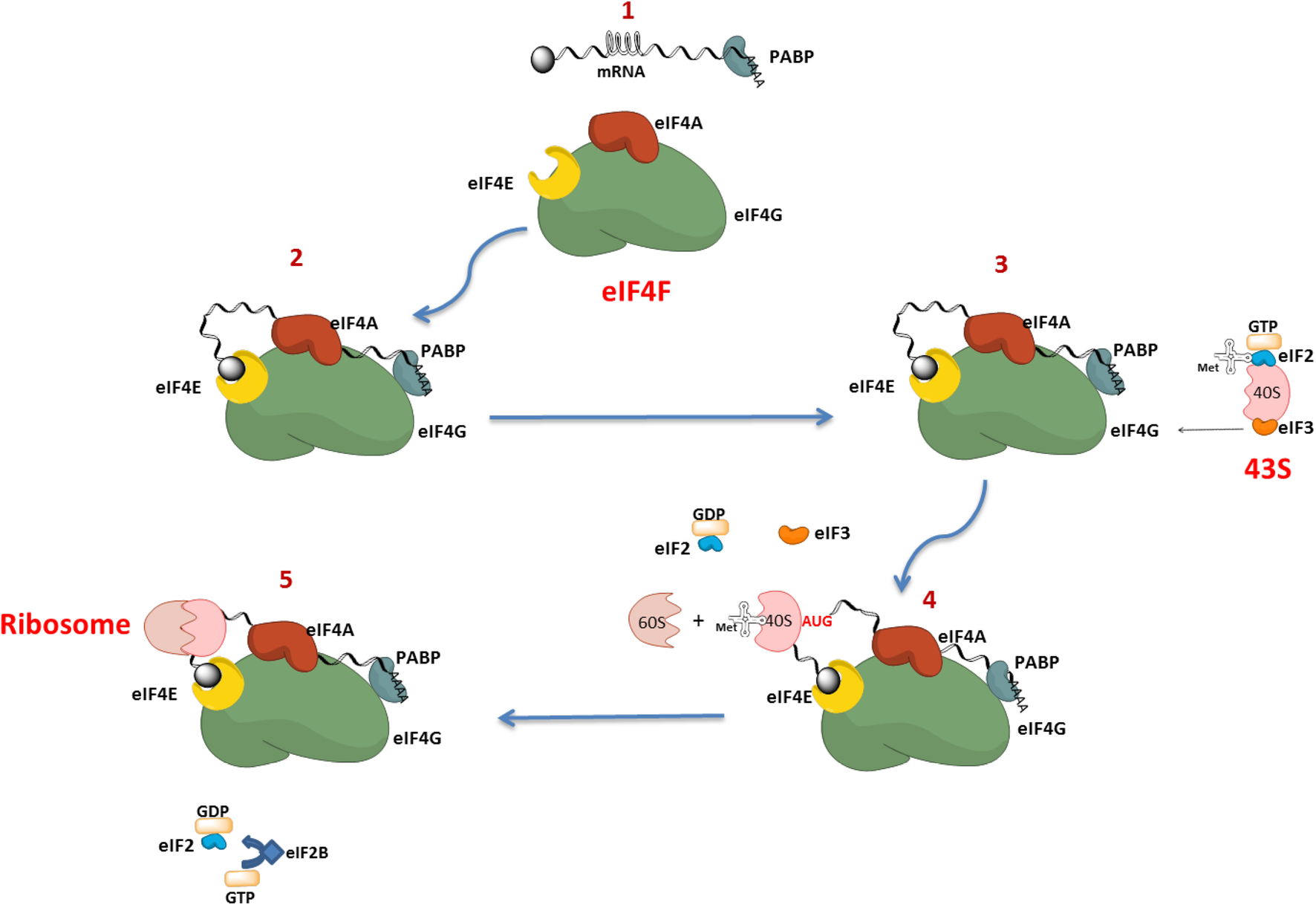 Eukaryotic initiation factor 4A (eIF4A) during viral infections ...