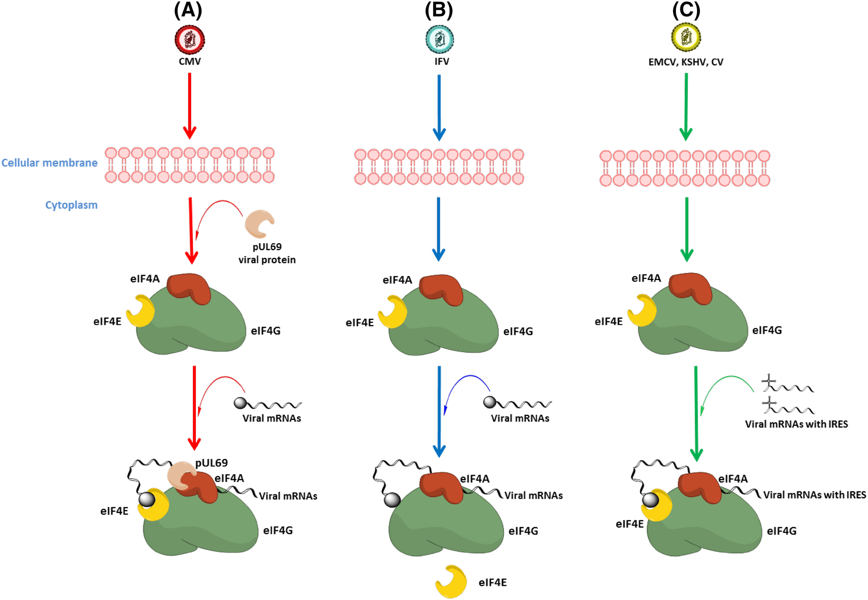 Eukaryotic initiation factor 4A (eIF4A) during viral infections ...