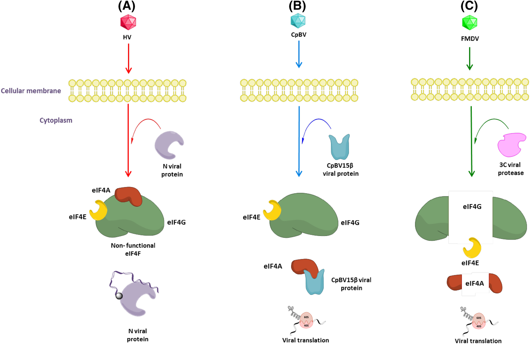Eukaryotic initiation factor 4A (eIF4A) during viral infections ...
