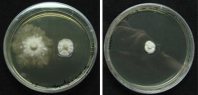 Fungal partnerships stimulate growth of Termitomyces clypeatus stalk ...