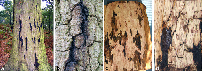 Taxonomy and identification of bacteria associated with acute oak ...