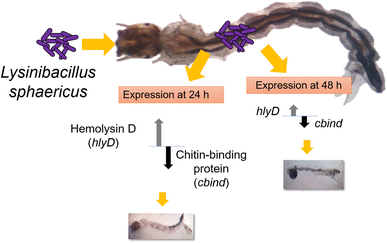 Contribution of Lysinibacillus sphaericus hemolysin and chitin-binding ...