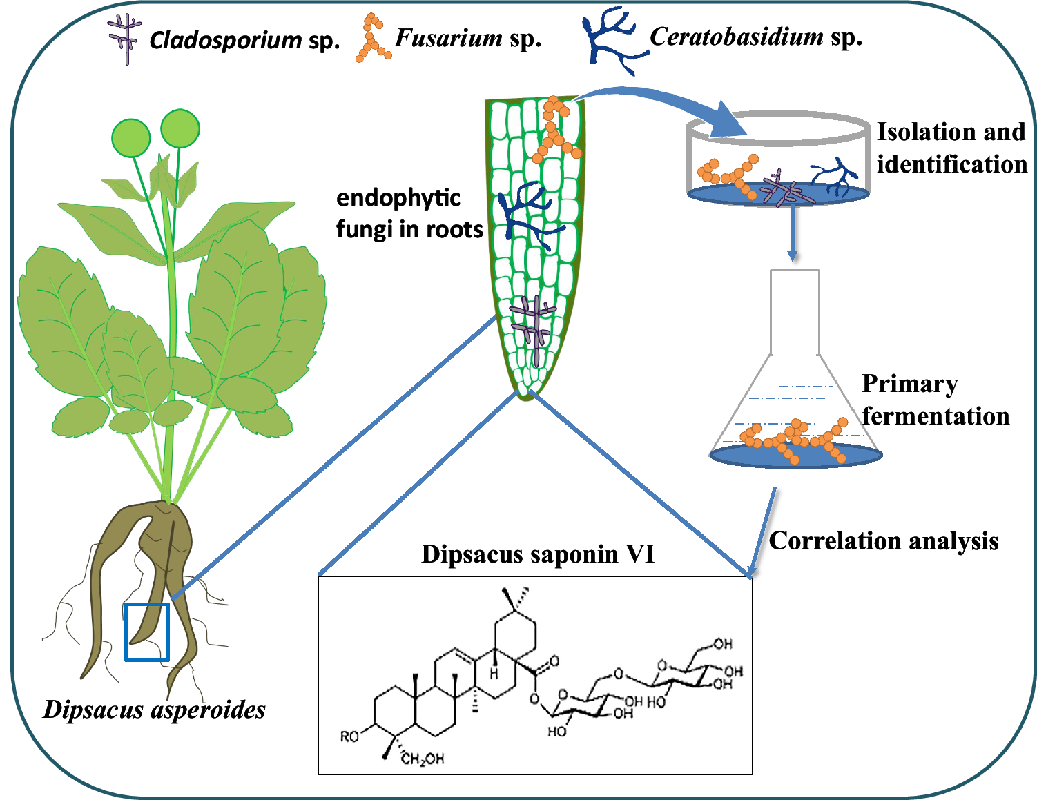 Association between dipsacus saponin VI level and diversity of ...