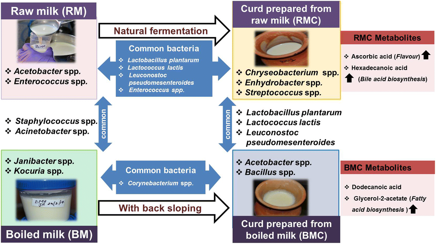 Bacterial diversity and metabolite profiles of curd prepared by natural ...
