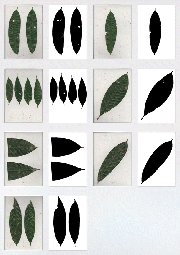 LeafArea: an R package for rapid digital image analysis of leaf area ...