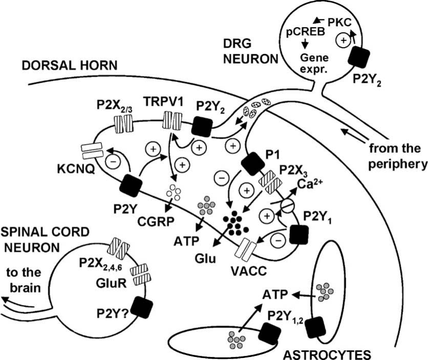 P2Y receptors and pain transmission | SpringerLink
