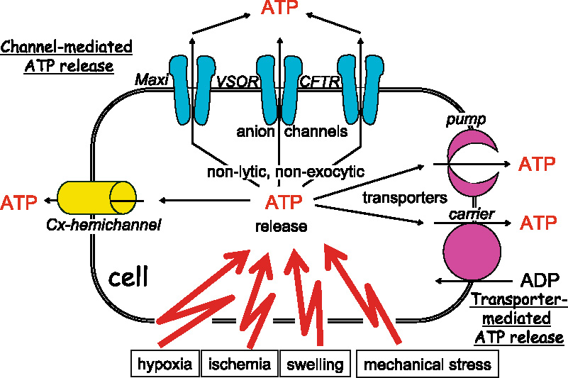 ATP release via anion channels | SpringerLink
