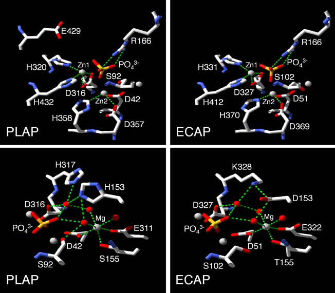 Alkaline Phosphatases | SpringerLink