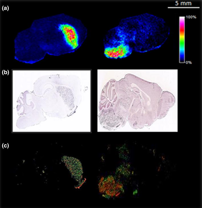 Mass spectrometry imaging of amino neurotransmitters: a comparison of ...