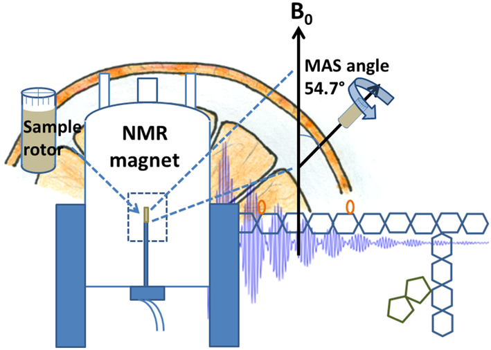 The magic angle view to food: magic-angle spinning (MAS) NMR ...