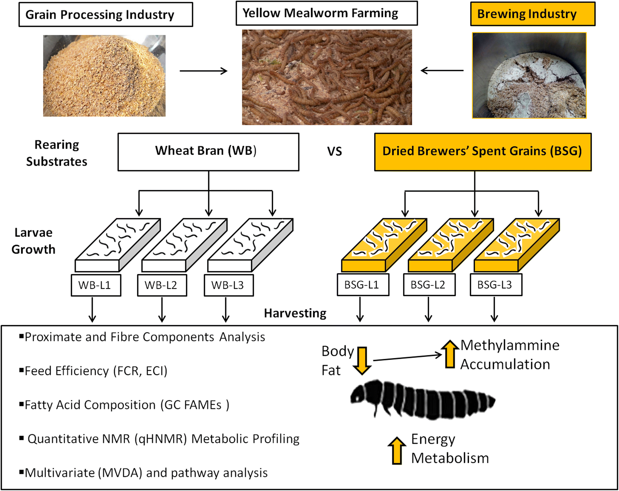 Metabolic response of yellow mealworm larvae to two alternative rearing ...