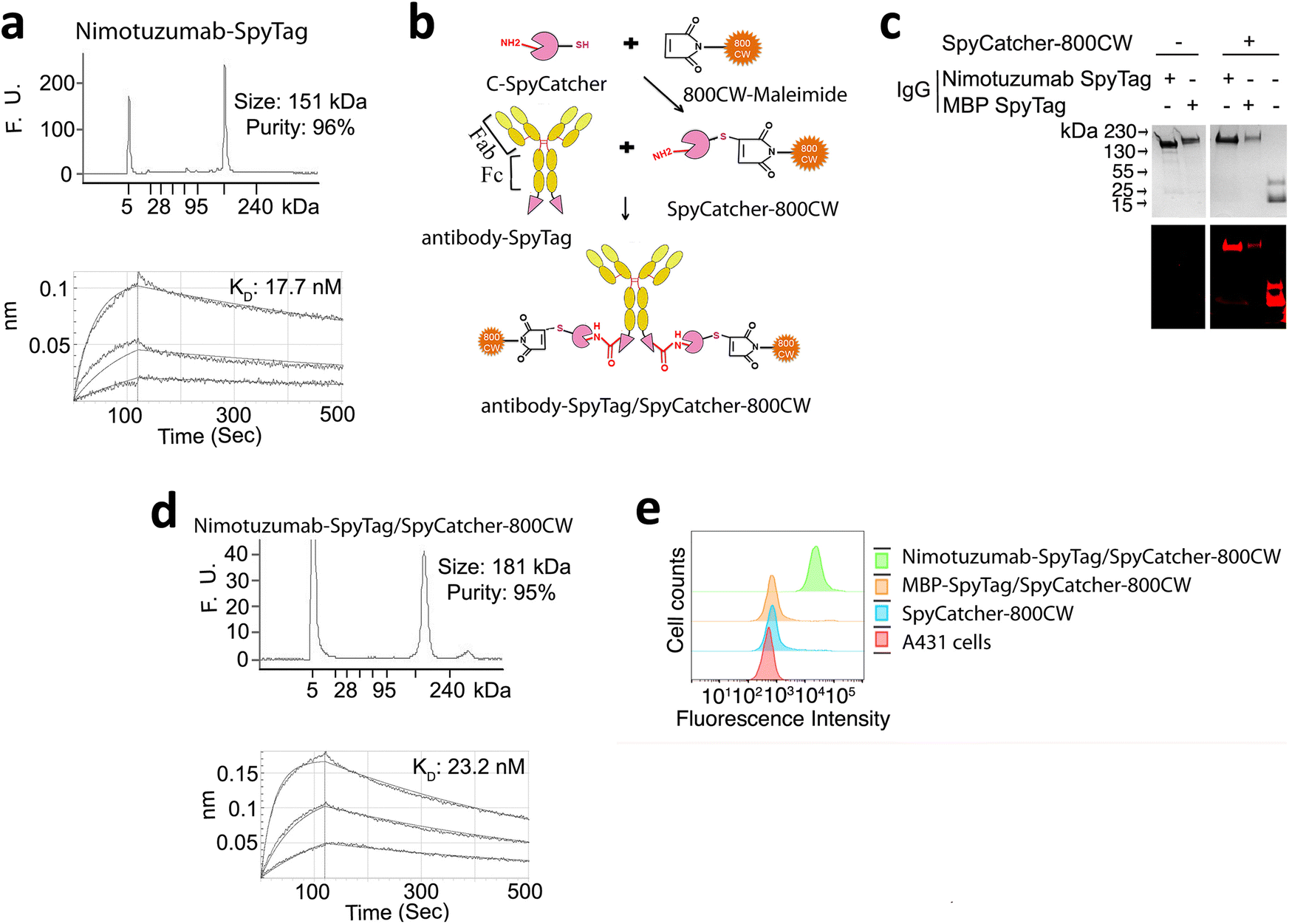 Site-Specific Fluorescent Labeling of Antibodies and Diabodies Using ...