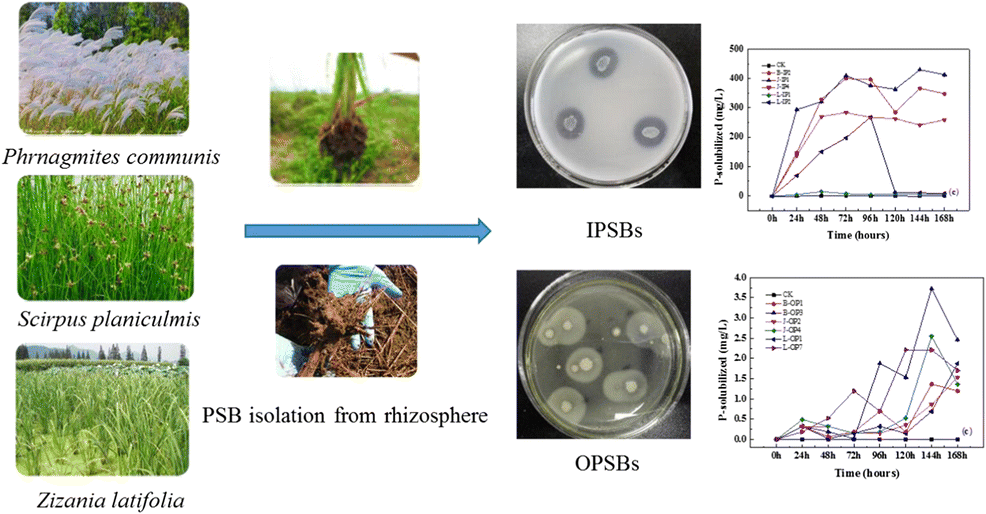 Isolation and characterization of phosphate solubilizing bacteria from ...