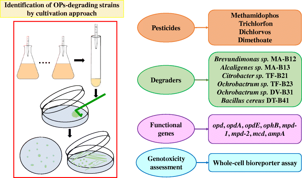 Microbial degradation of organophosphorus pesticides: novel degraders ...