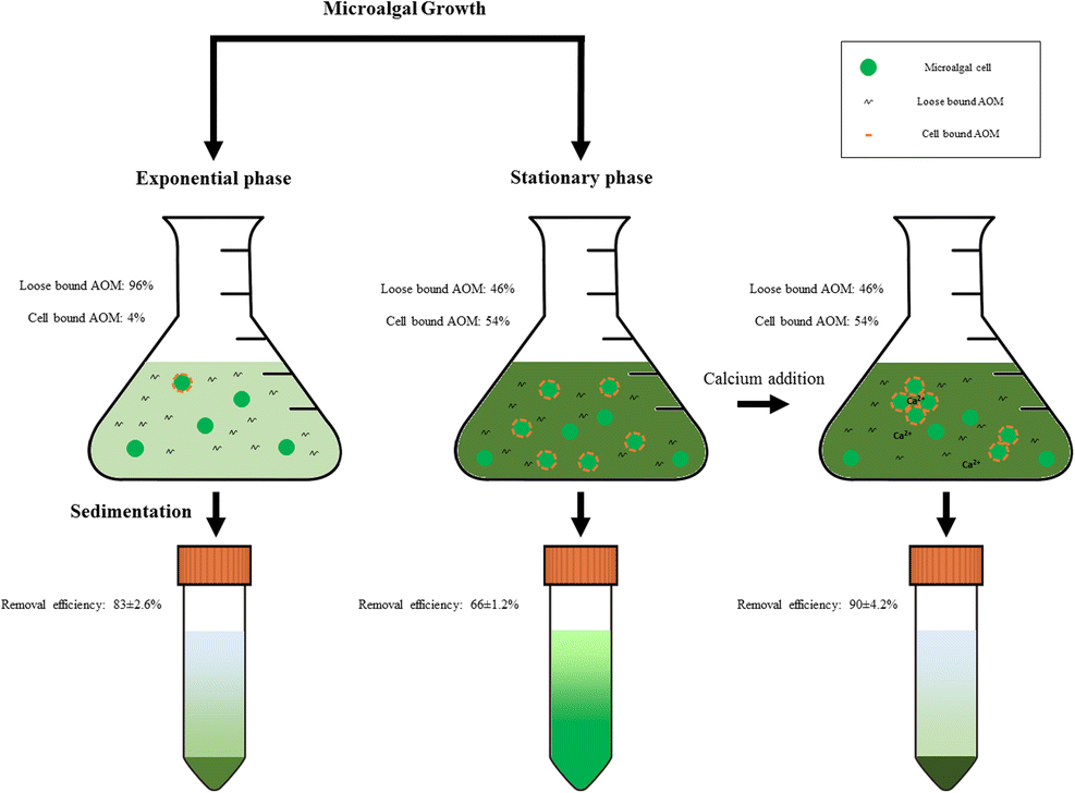 Efficient microalgae removal from aqueous medium through auto ...