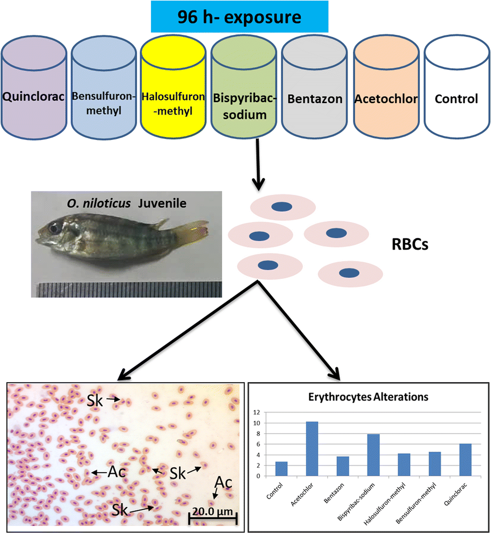 Hemotoxic effects of some herbicides on juvenile of Nile tilapia ...