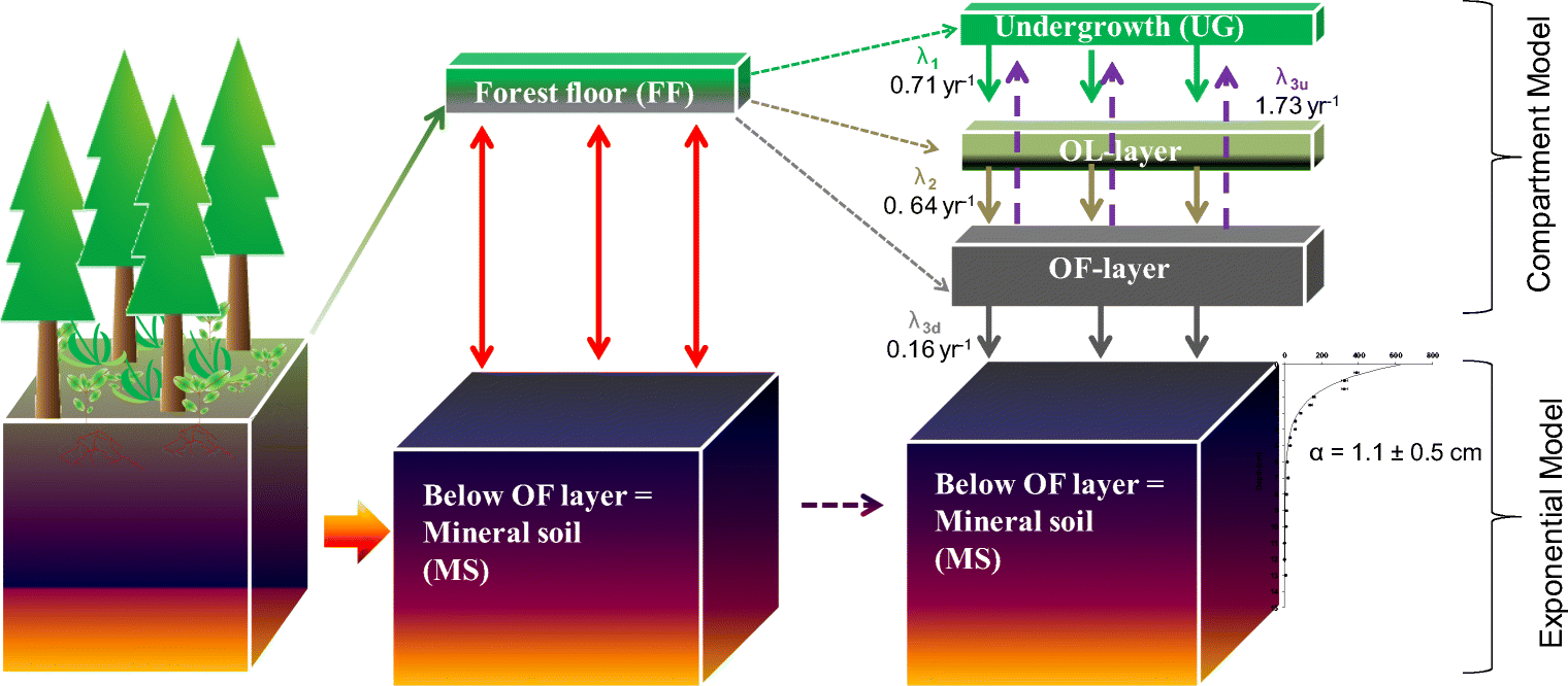 Temporal distribution of Fukushima-derived 137Cs in coniferous forest ...