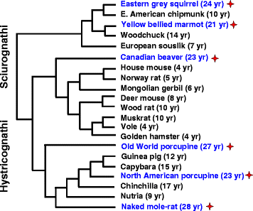 Rodents for comparative aging studies: from mice to beavers | SpringerLink