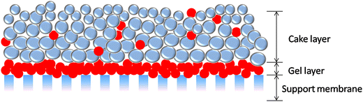 Characteristics of dynamic membrane filtration: structure, operation ...