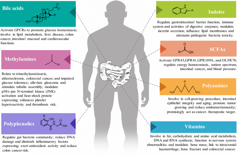 Metabolomics in gut microbiota: applications and challenges | SpringerLink