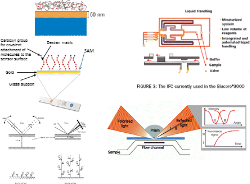 From a Laboratory Exercise for Students to a Pioneering Biosensing ...