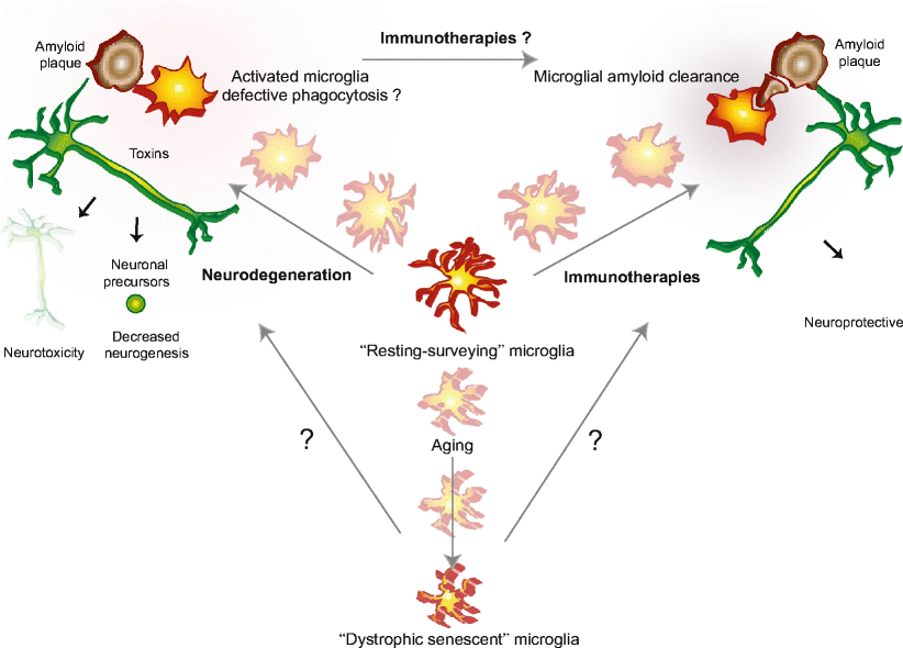 Imaging Microglial Activation During Neuroinflammation and Alzheimer’s ...