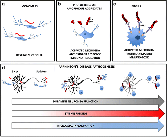 Microglial Activation and Antioxidant Responses Induced by the ...