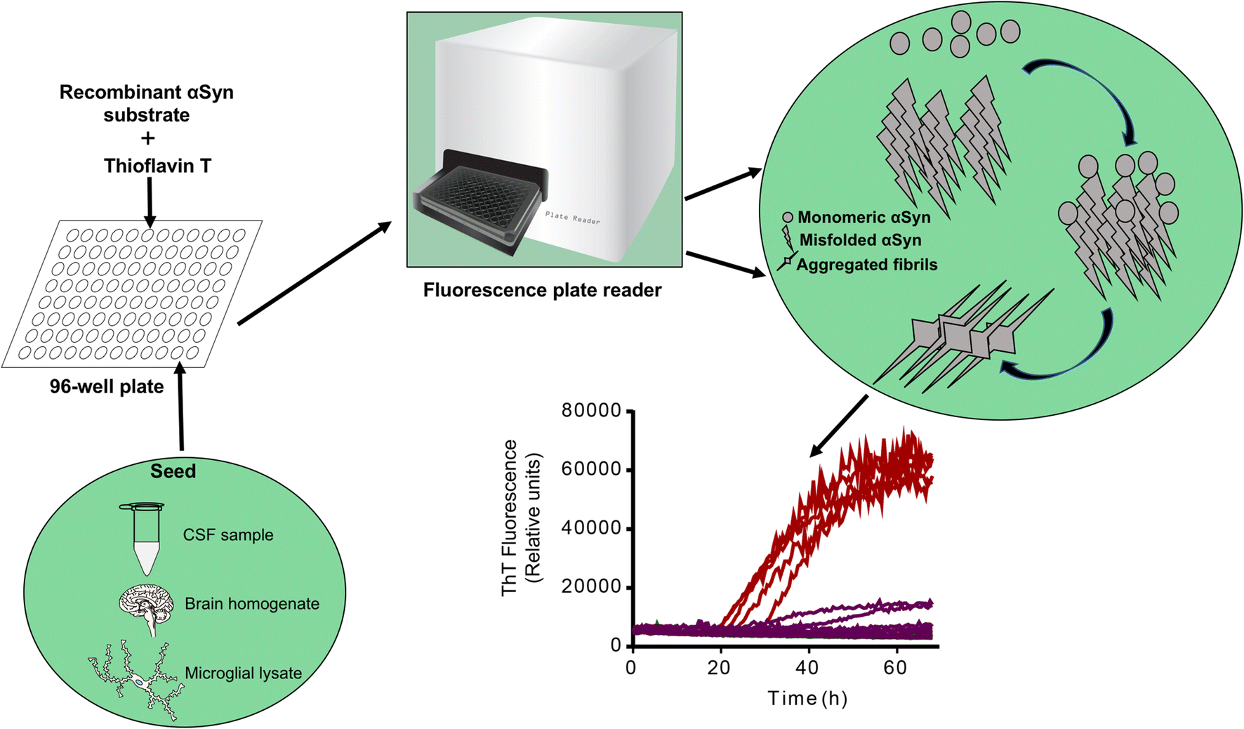 Ultrasensitive Detection of Aggregated α-Synuclein in Glial Cells, Human Cerebrospinal Fluid ...