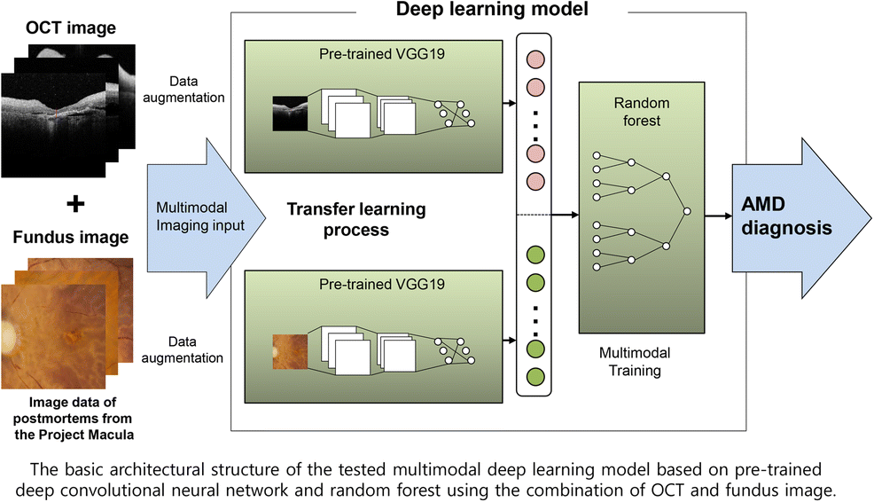 The possibility of the combination of OCT and fundus images for ...