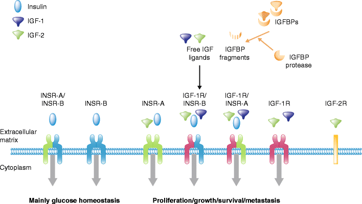 Insulin-Like Growth Factor (IGF) Pathway Targeting in Cancer: Role of ...