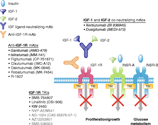 Insulin-Like Growth Factor (IGF) Pathway Targeting in Cancer: Role of ...