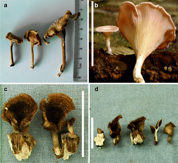 Three new species of Lentinus from northern Thailand | SpringerLink