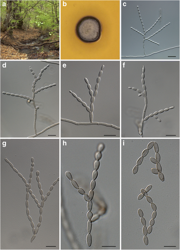 New and interesting chaetothyrialean fungi from Spain | SpringerLink