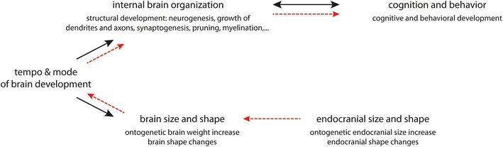 The Evolution of Human Brain Development | SpringerLink